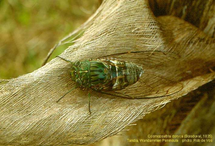 Papua Insects Foundation (Hemiptera/Cicadidae & Tibicinidae)